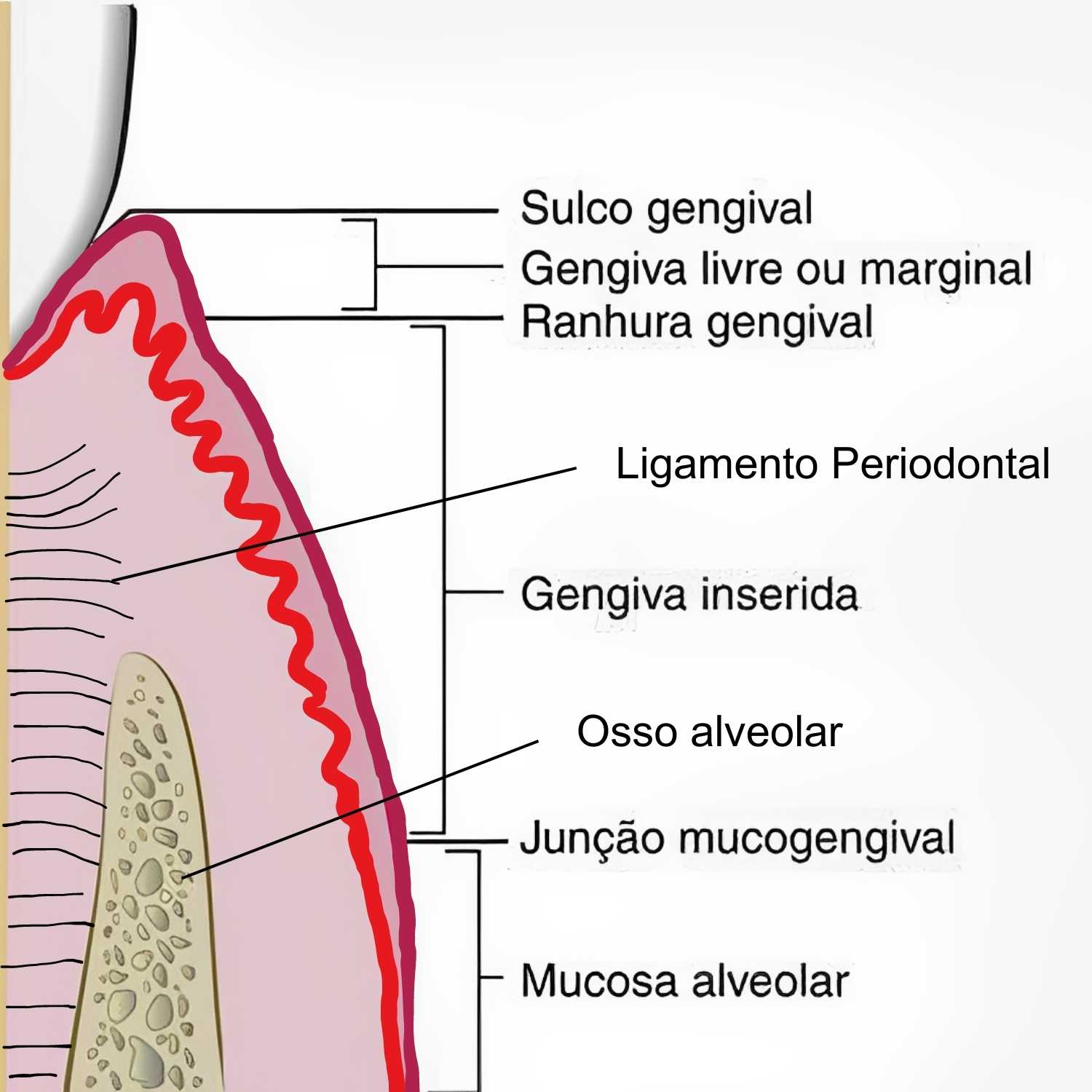 O Guia do Periodonto: o que é, anatomia e função – Saúdeverso