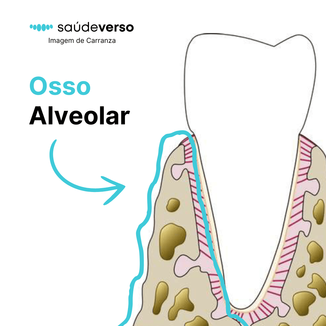 Osso Alveolar - O que é, função e radiografias | Saúdeverso